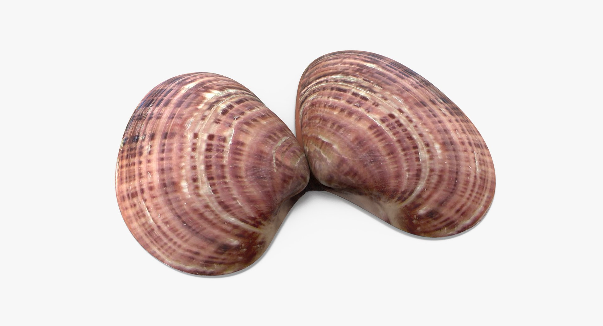 Sunray Venus Shell 3d Obj