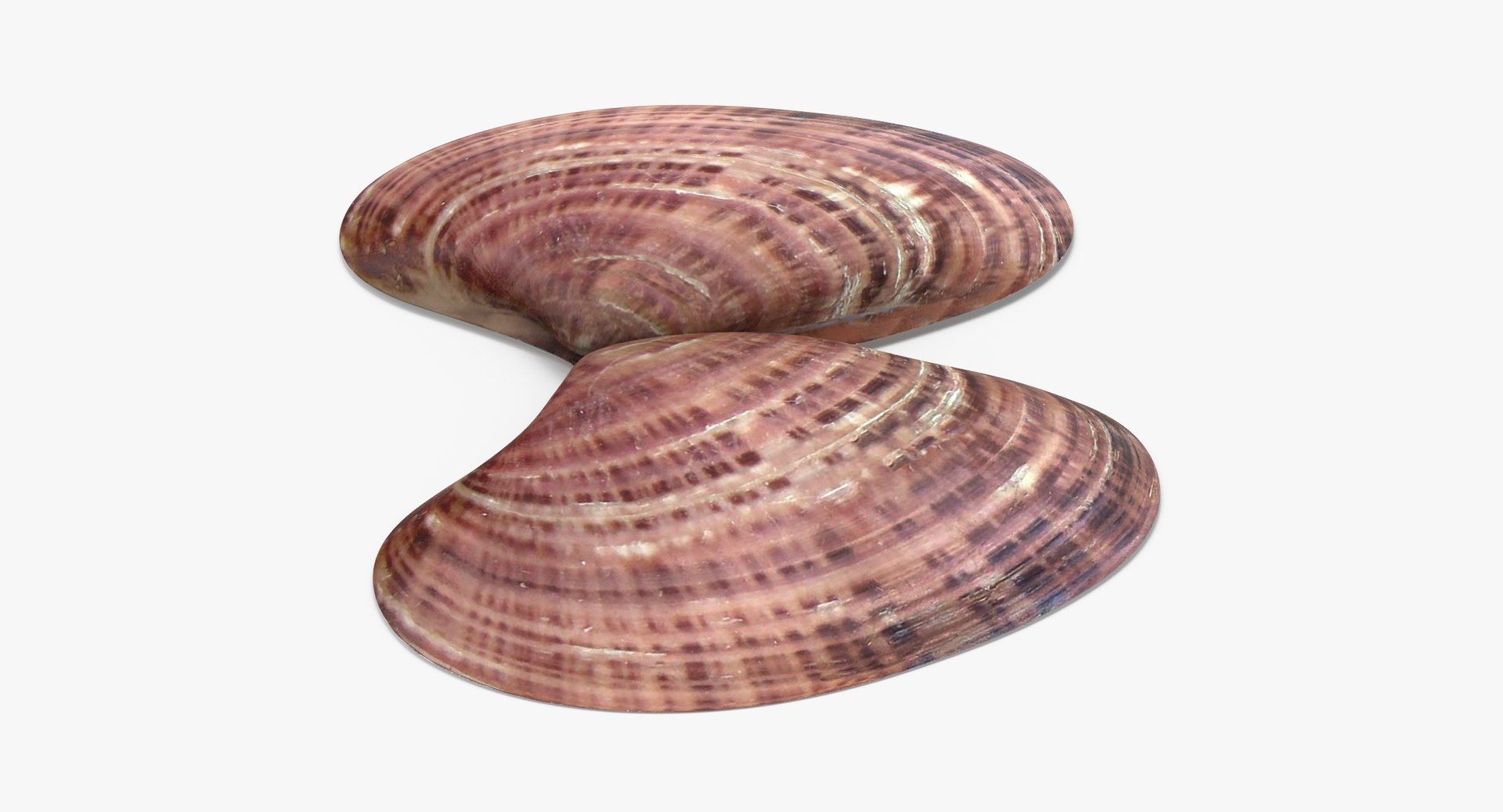 Sunray Venus Shell 3d Obj