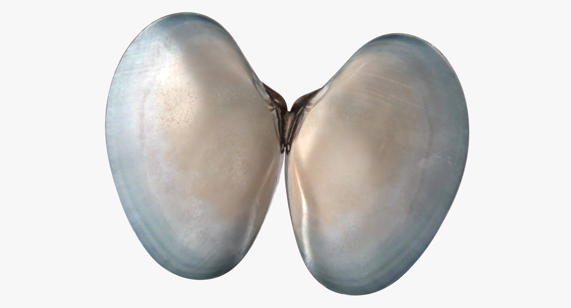 Sunray Venus Shell 3d Obj