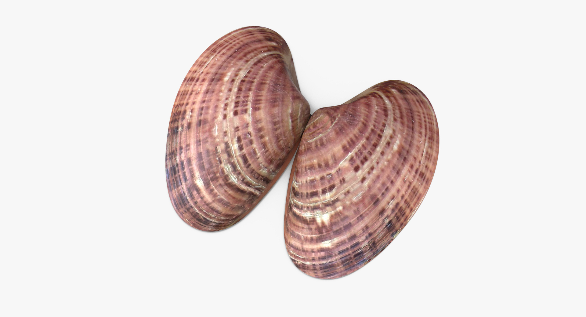 Sunray Venus Shell 3d Obj