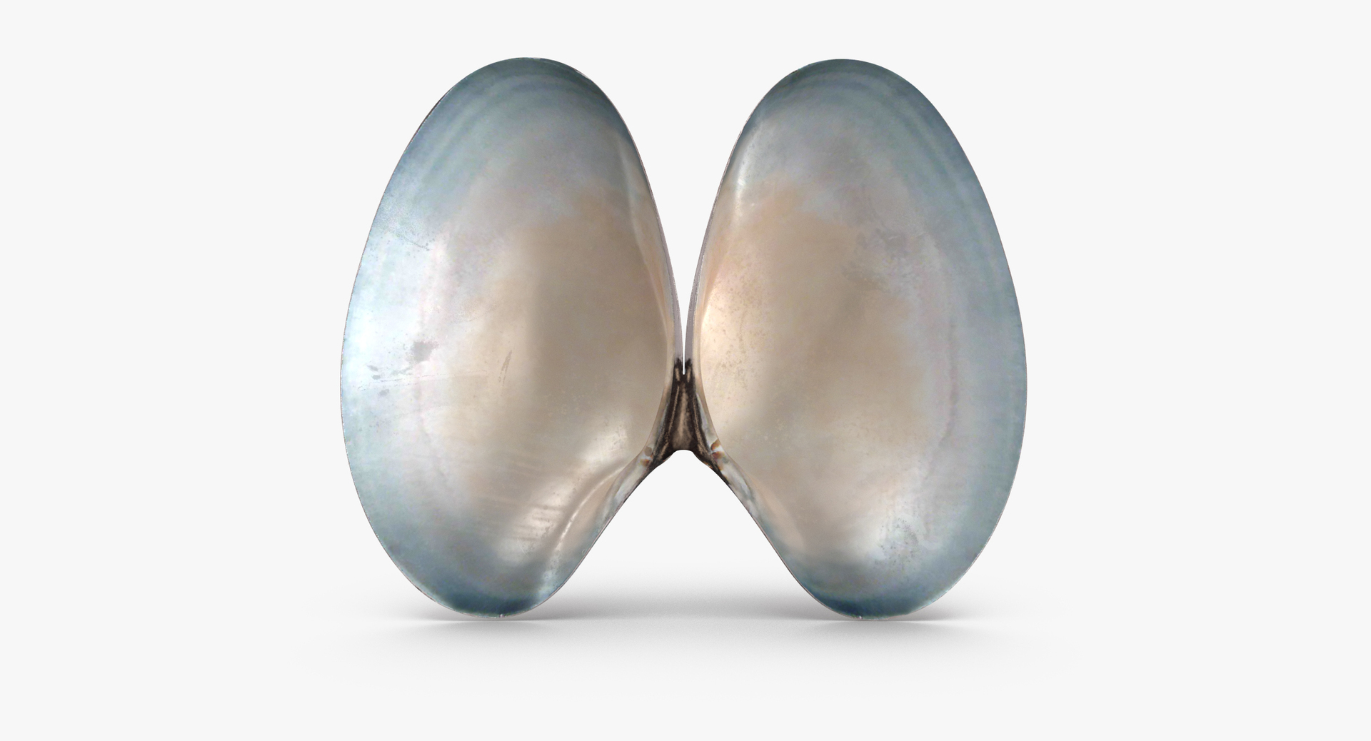 Sunray Venus Shell 3d Obj