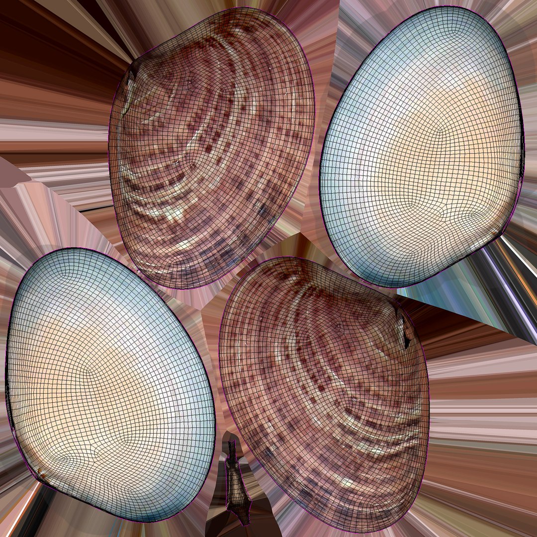 sunray venus shell 3d obj