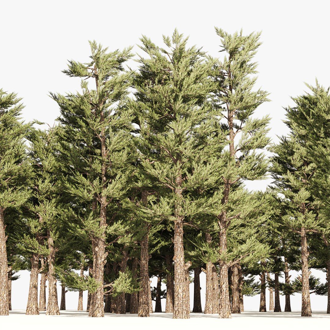 Pine Forest Trees 3D - TurboSquid 1935737