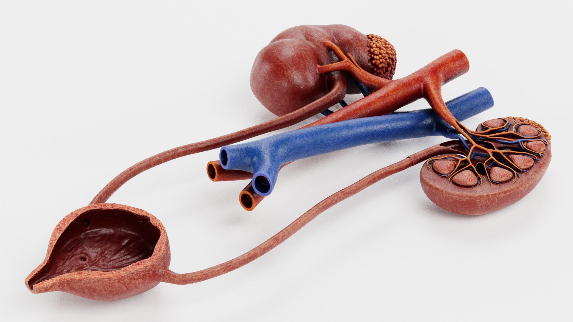 Urinary System Section 2 3D Model - TurboSquid 1716381