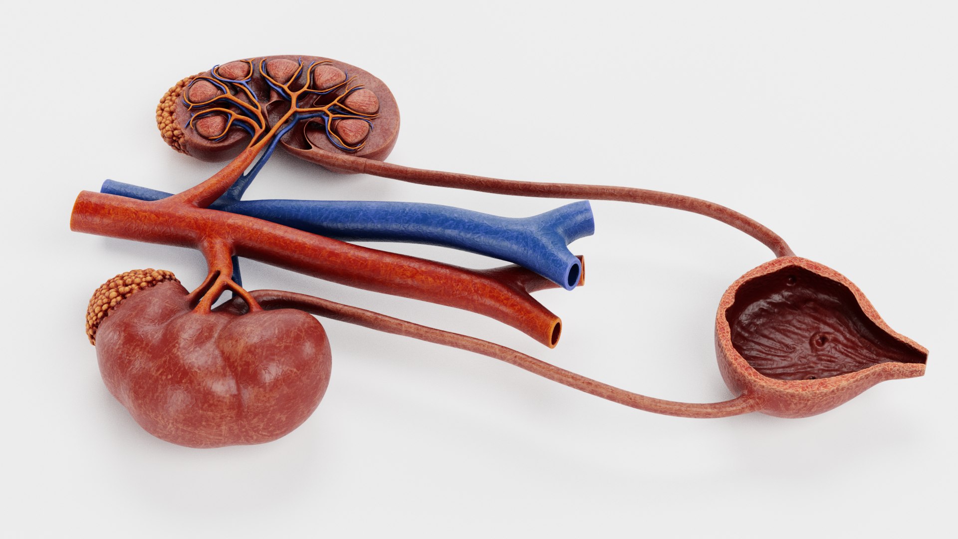 Urinary System Section 2 3D Model - TurboSquid 1716381