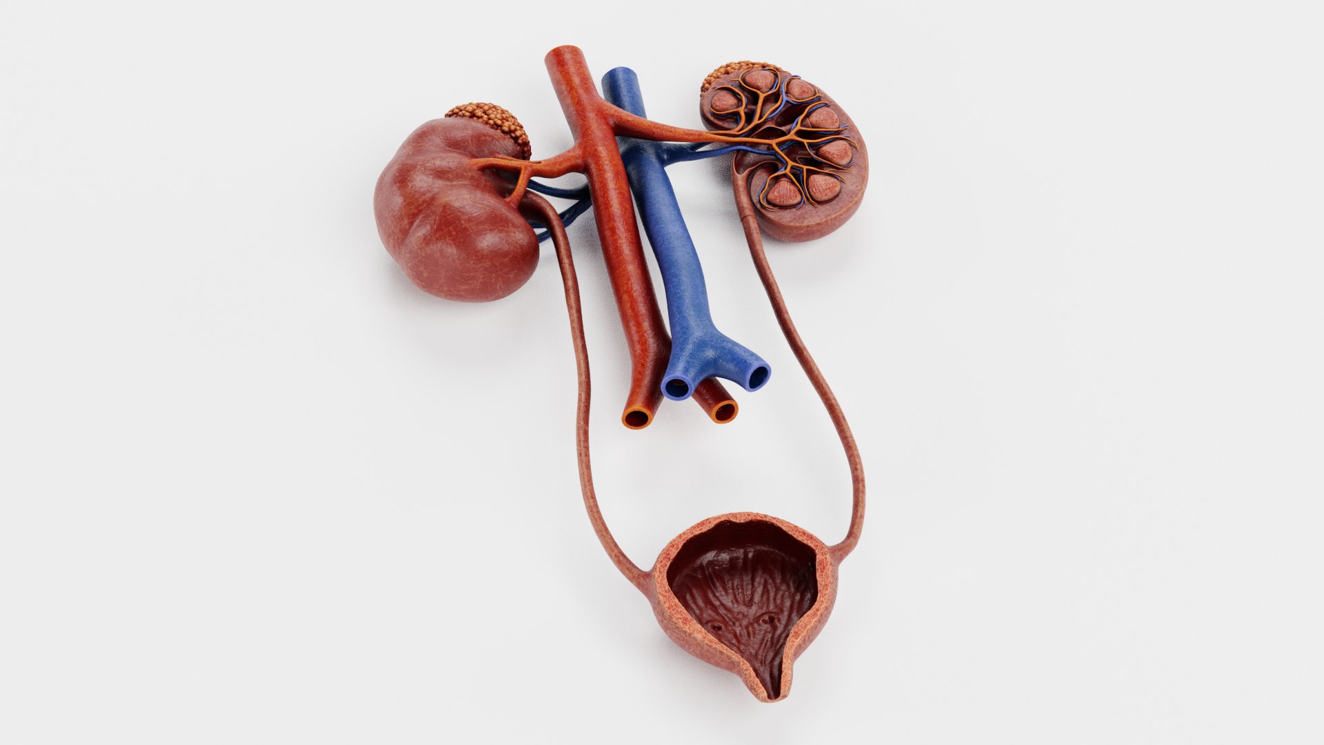 Urinary System Section 2 3D Model - TurboSquid 1716381