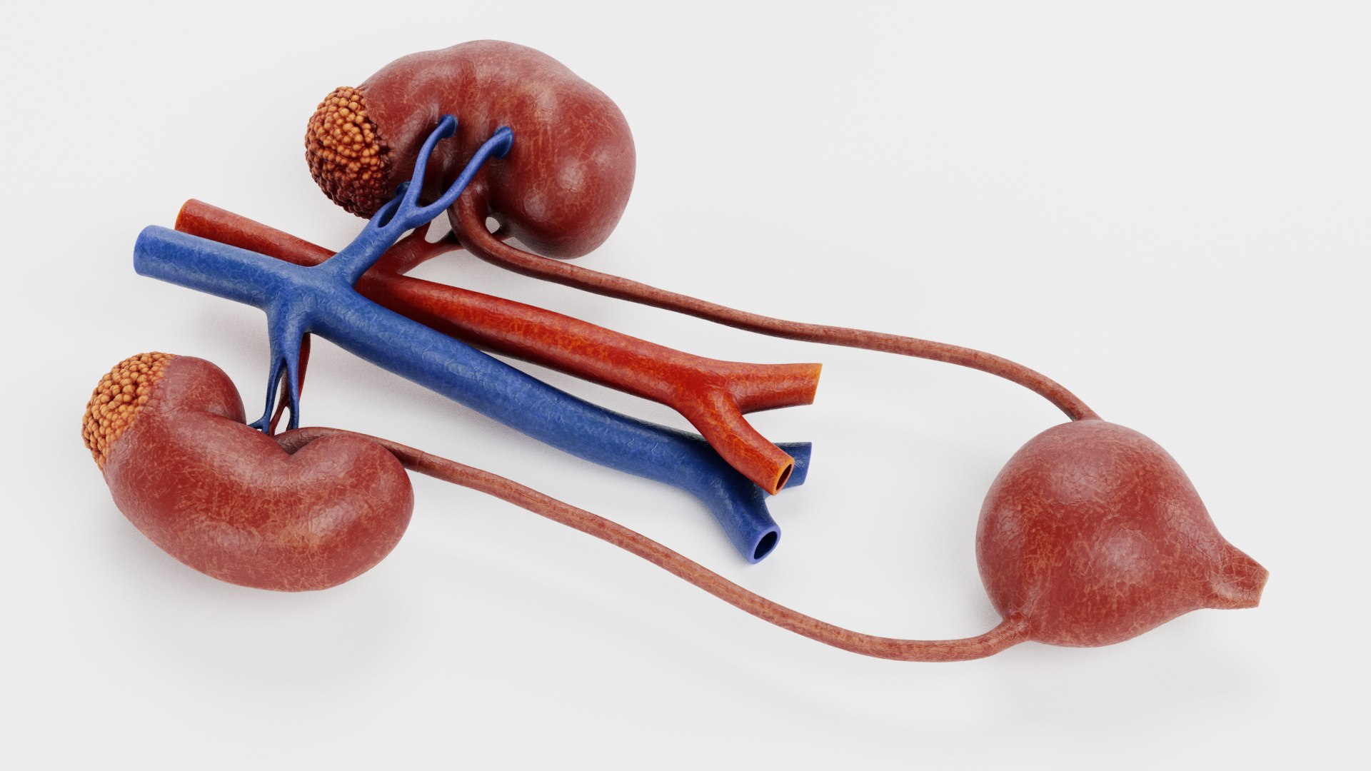 Urinary System Section 2 3D Model - TurboSquid 1716381