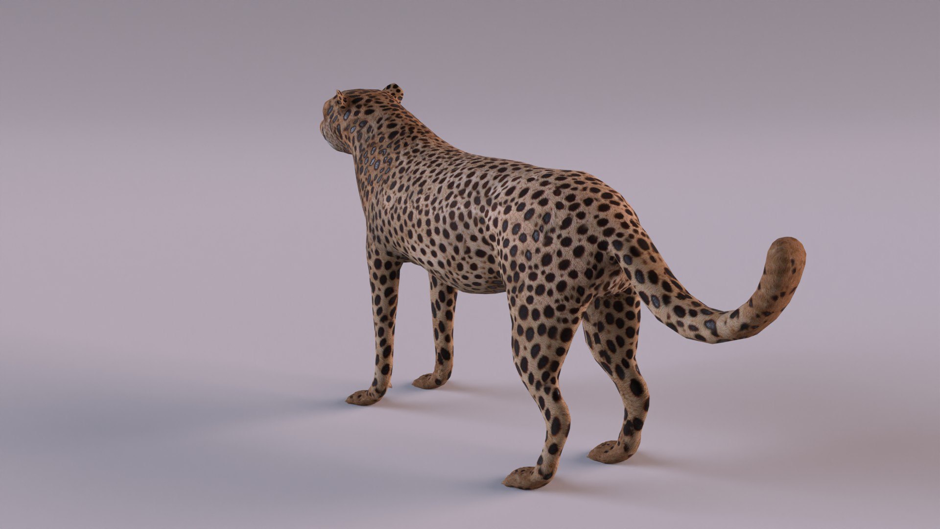 Cheetah 3D Model - TurboSquid 2039833