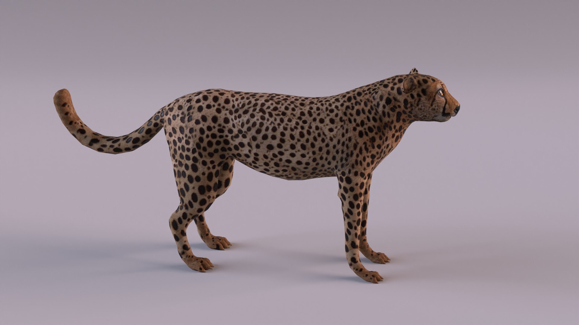 Cheetah 3D Model - TurboSquid 2039833