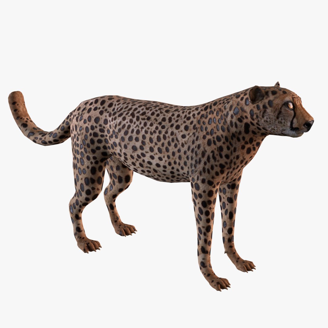 Cheetah 3D Model - TurboSquid 2039833
