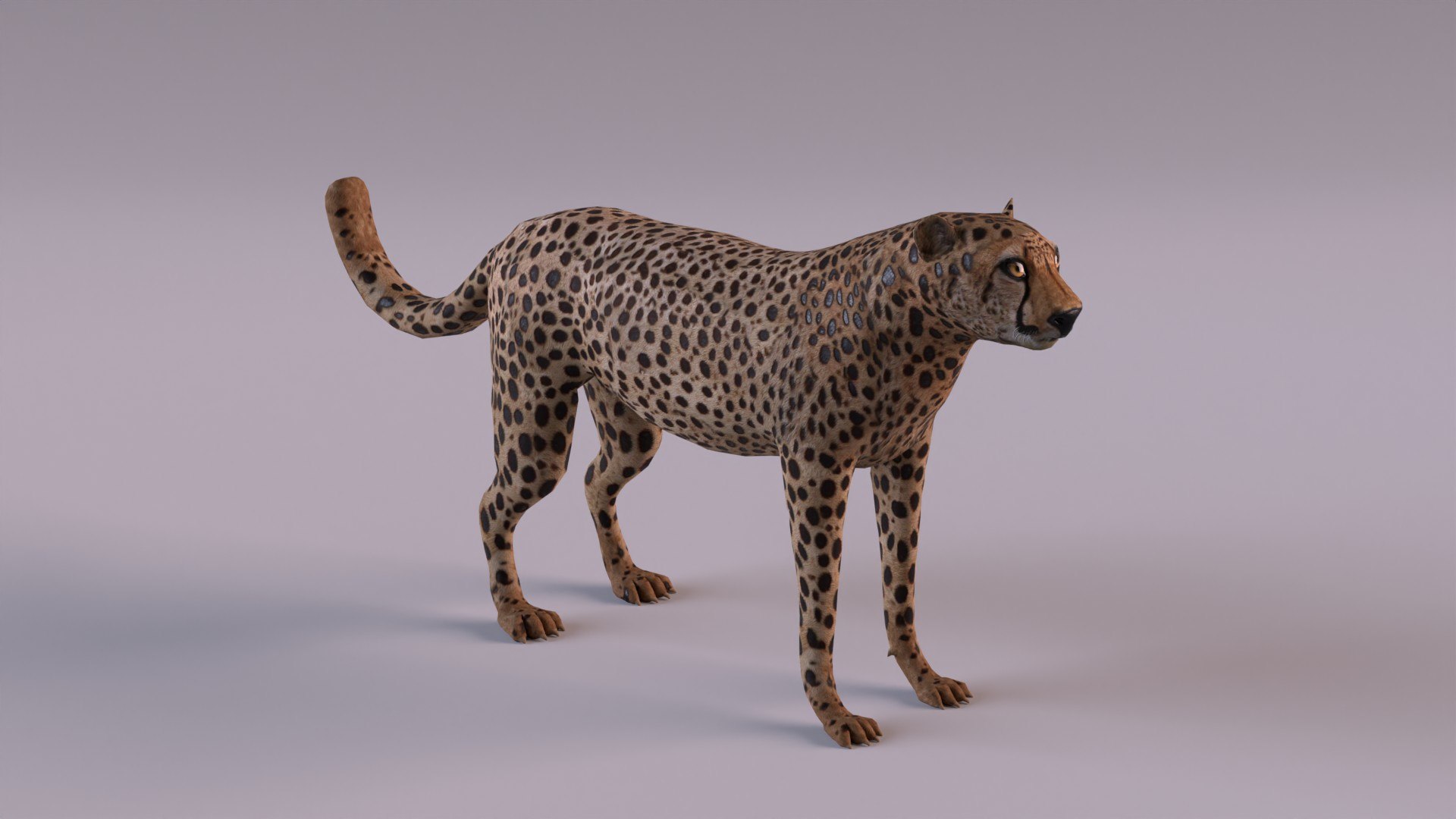 Cheetah 3D Model - TurboSquid 2039833