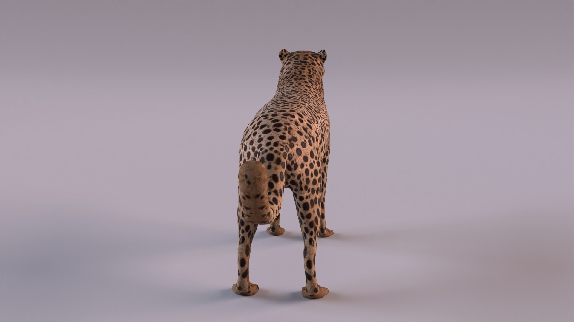 Cheetah 3D Model - TurboSquid 2039833