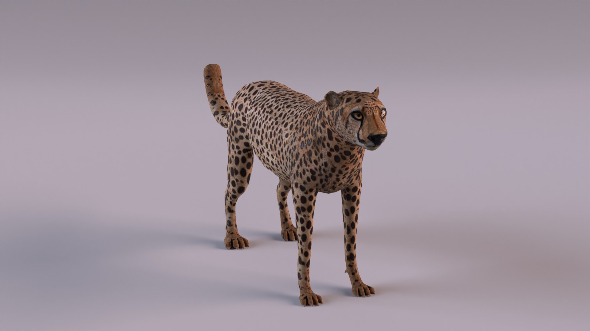 Cheetah 3D Model - TurboSquid 2039833