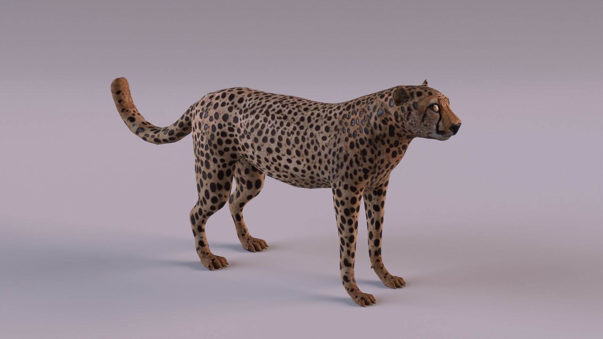 Cheetah 3D Model - TurboSquid 2039833