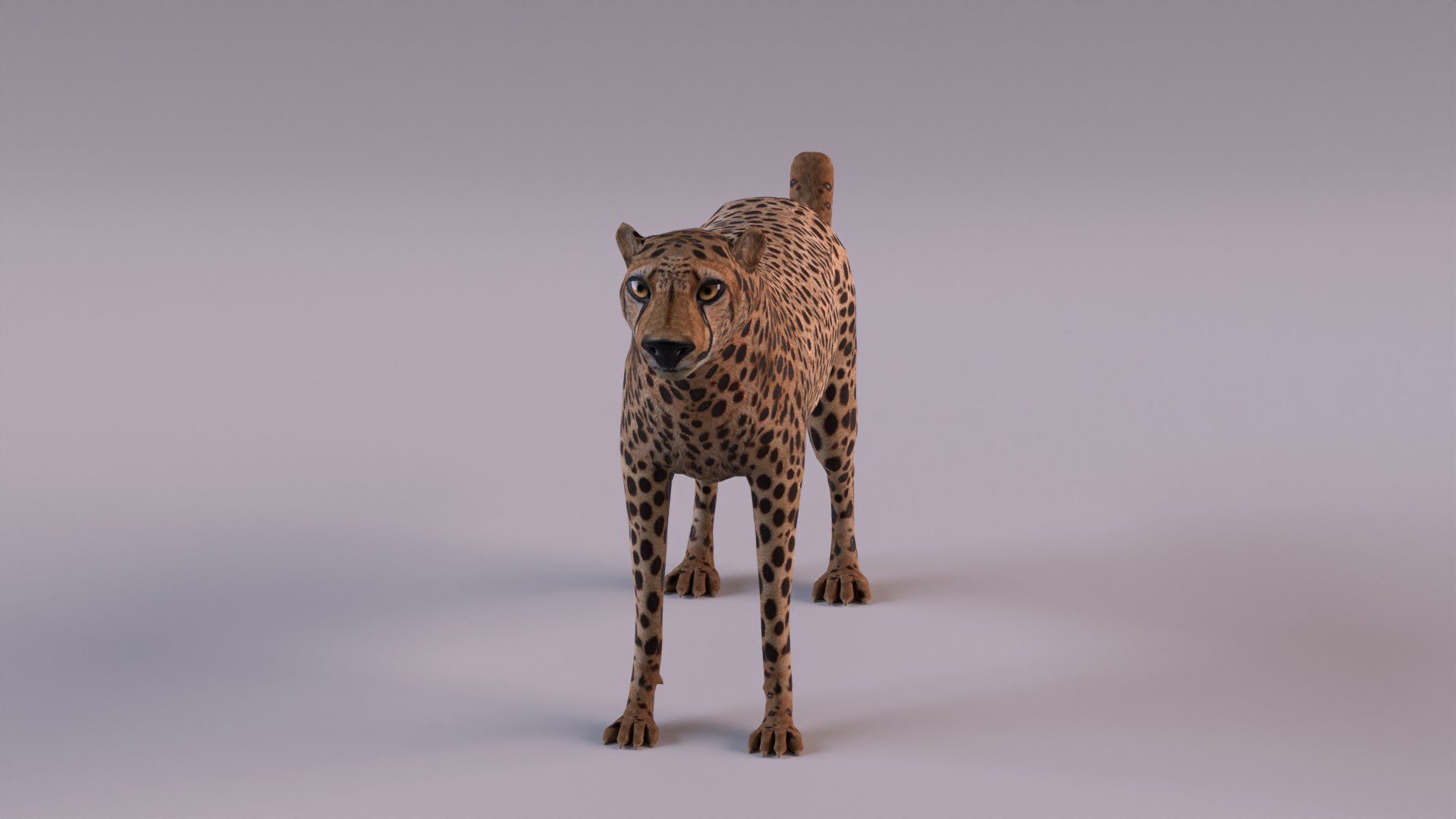 Cheetah 3D Model - TurboSquid 2039833