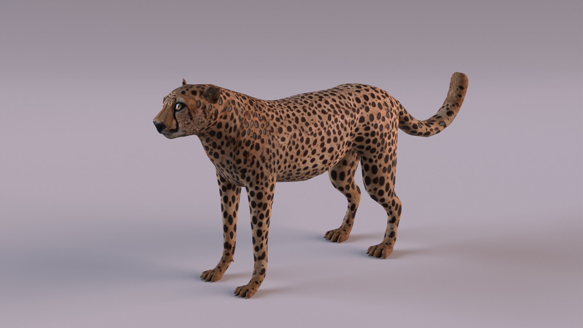 Cheetah 3D Model - TurboSquid 2039833