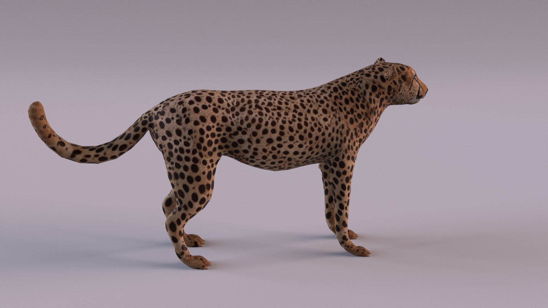 Cheetah 3D Model - TurboSquid 2039833
