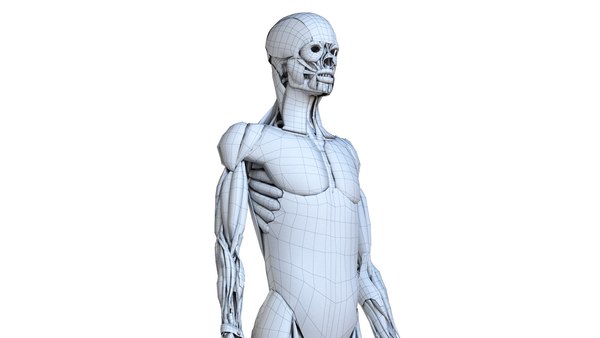 Male body skeleton muscles 3D model - TurboSquid 1523458