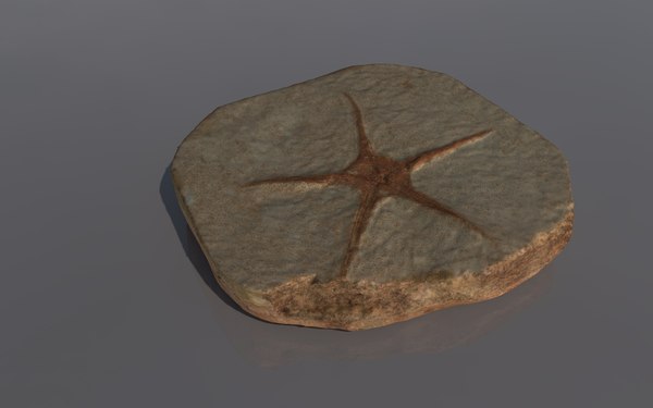 Fossil 3D Models for Download | TurboSquid