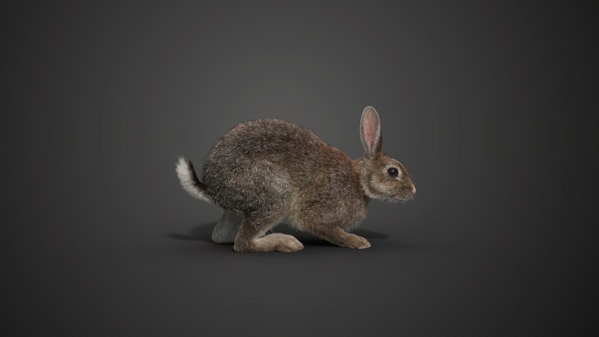 Japanese hare Animated 3D model - TurboSquid 2079128