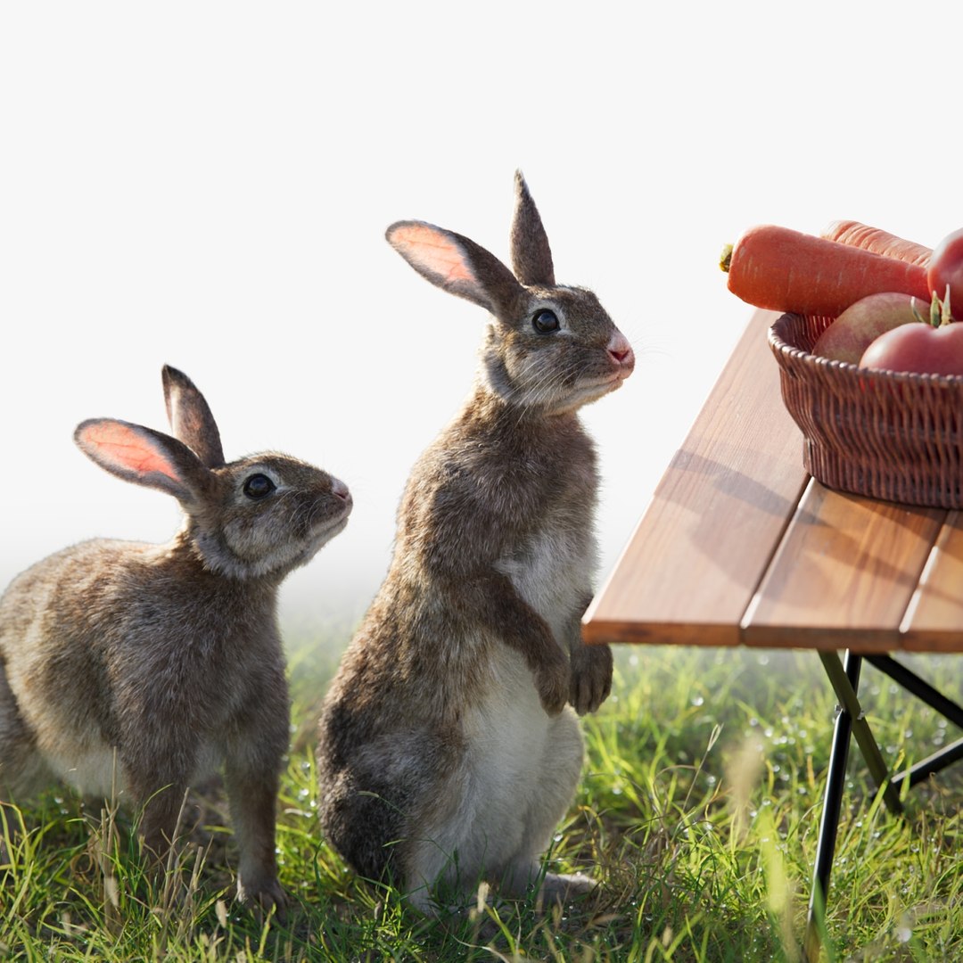 Japanese hare Animated 3D model - TurboSquid 2079128