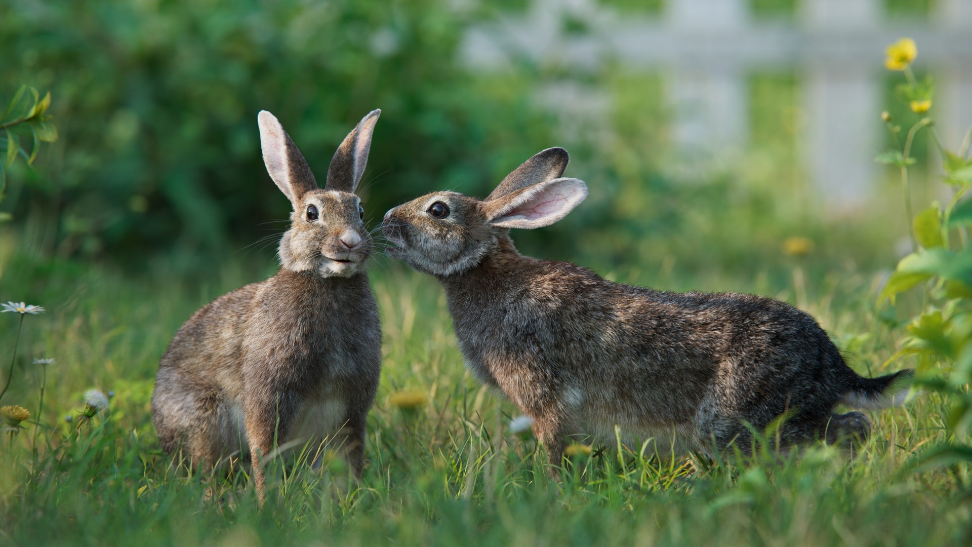 Japanese hare Animated 3D model - TurboSquid 2079128