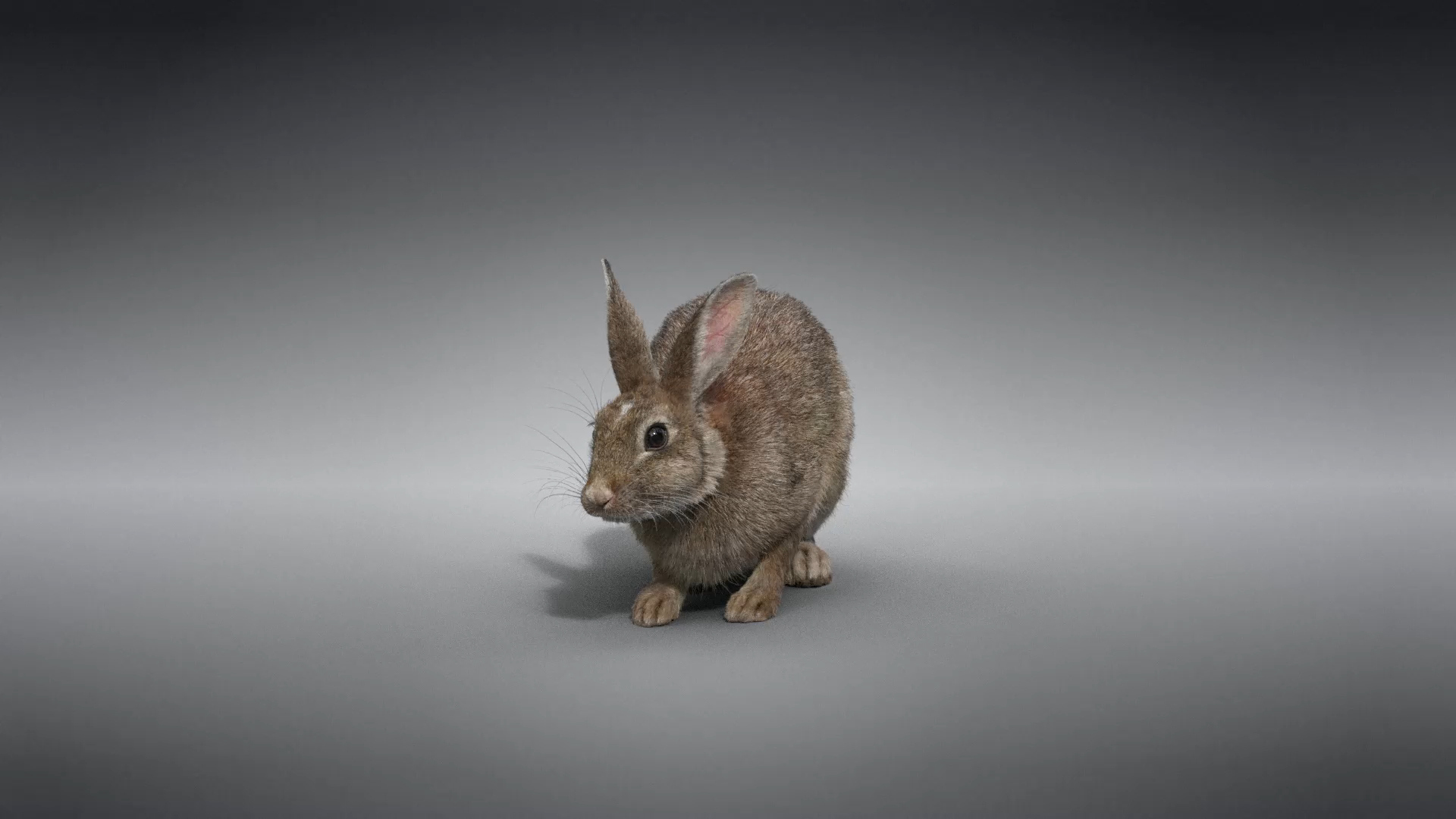 Japanese hare Animated 3D model - TurboSquid 2079128