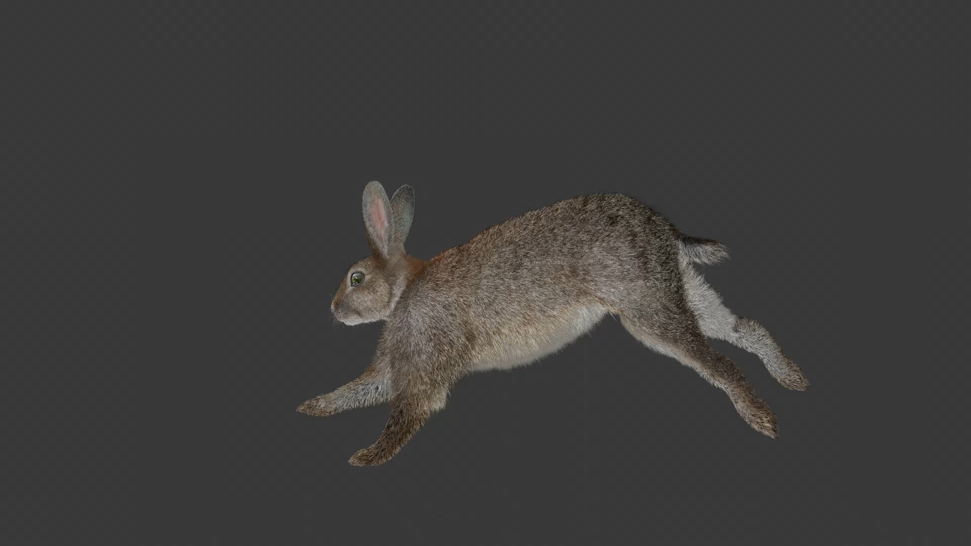 Japanese hare Animated 3D model - TurboSquid 2079128