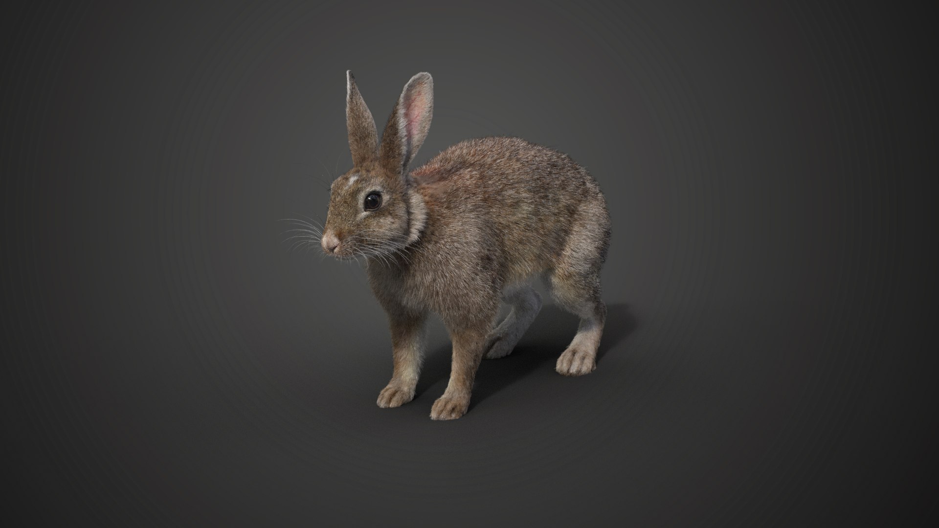 Japanese hare Animated 3D model - TurboSquid 2079128