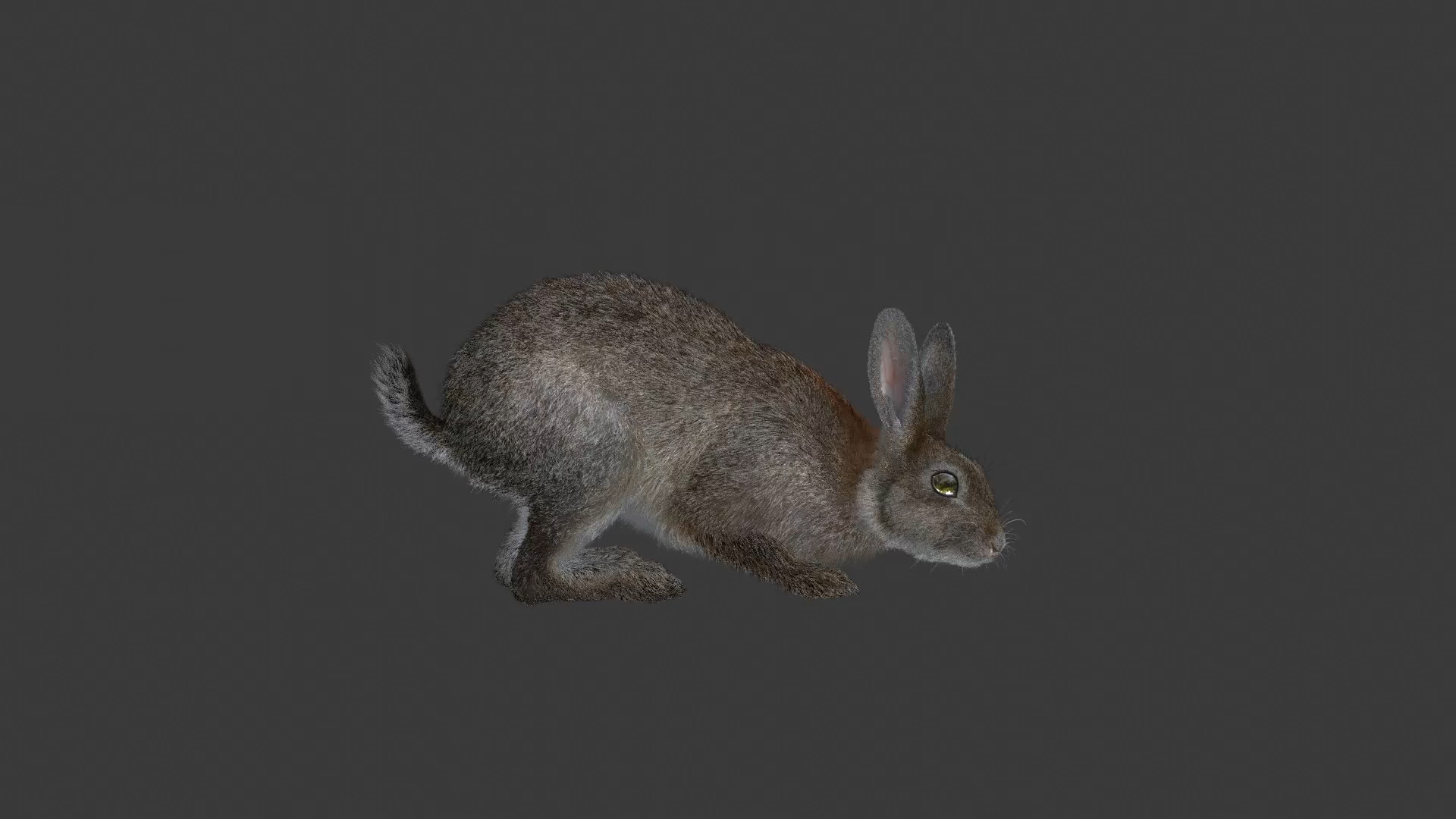 Japanese hare Animated 3D model - TurboSquid 2079128