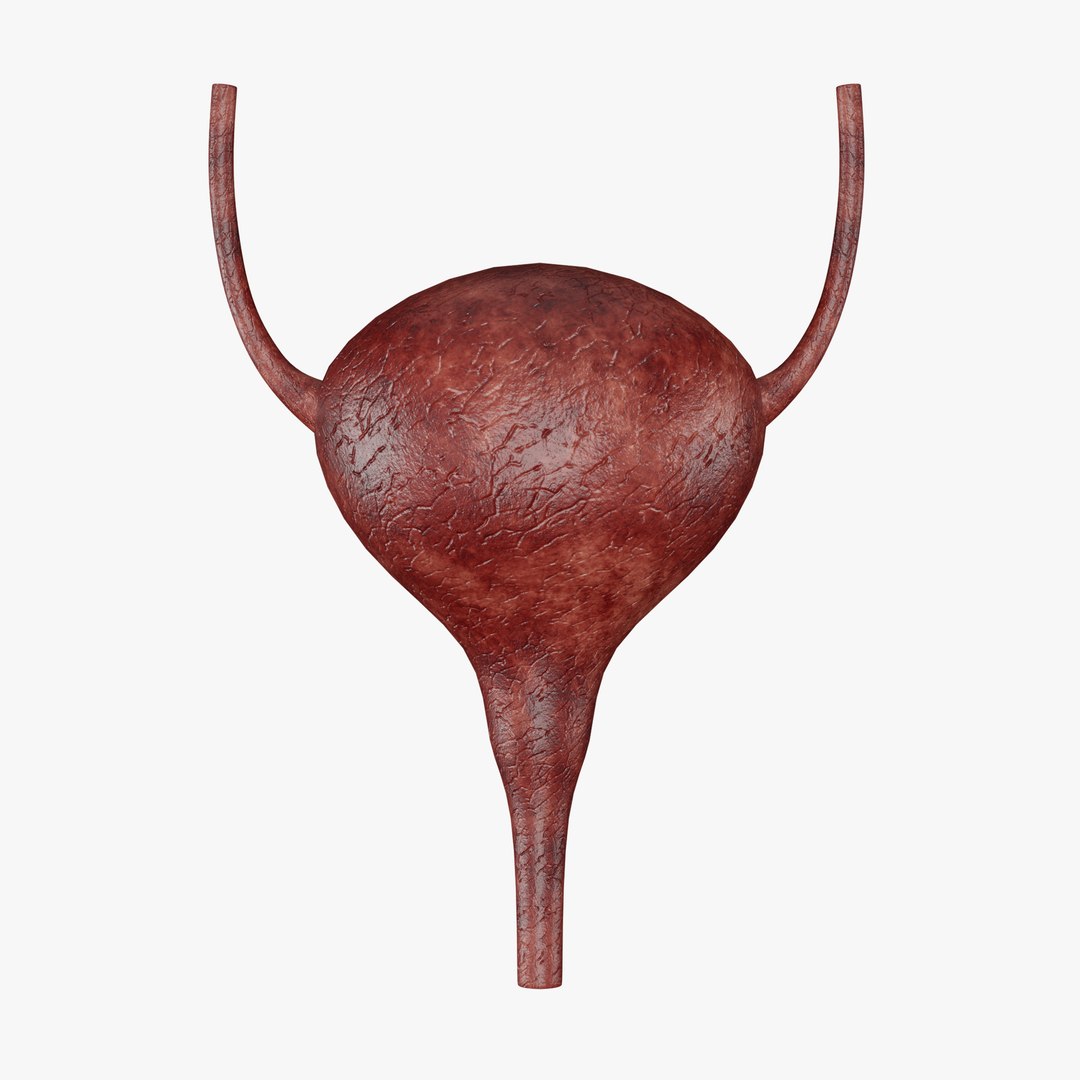 Bladder 3D Model Model - TurboSquid 2208741