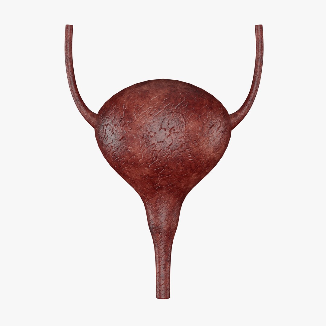 Bladder 3D Model Model - TurboSquid 2208741