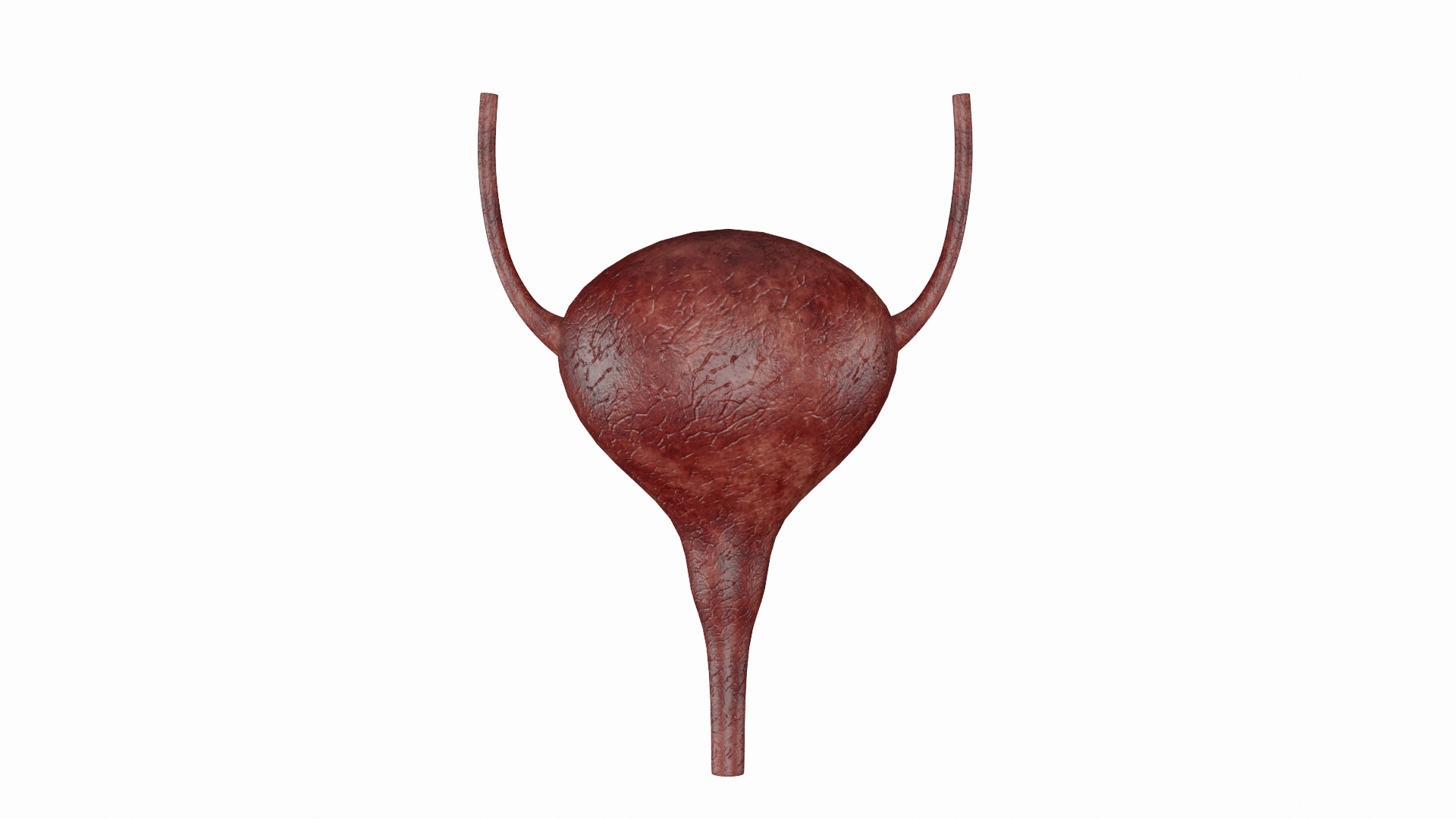Bladder 3D Model Model - TurboSquid 2208741