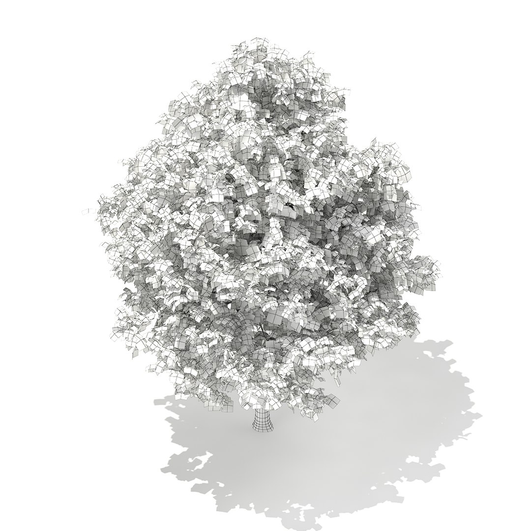 Max Sweetgum Tree Liquidambar Styraciflua