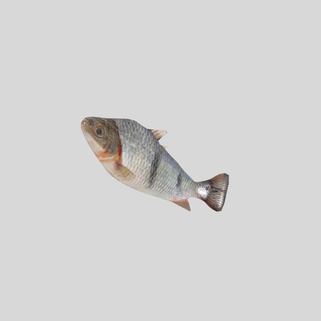 fish animation 3d model