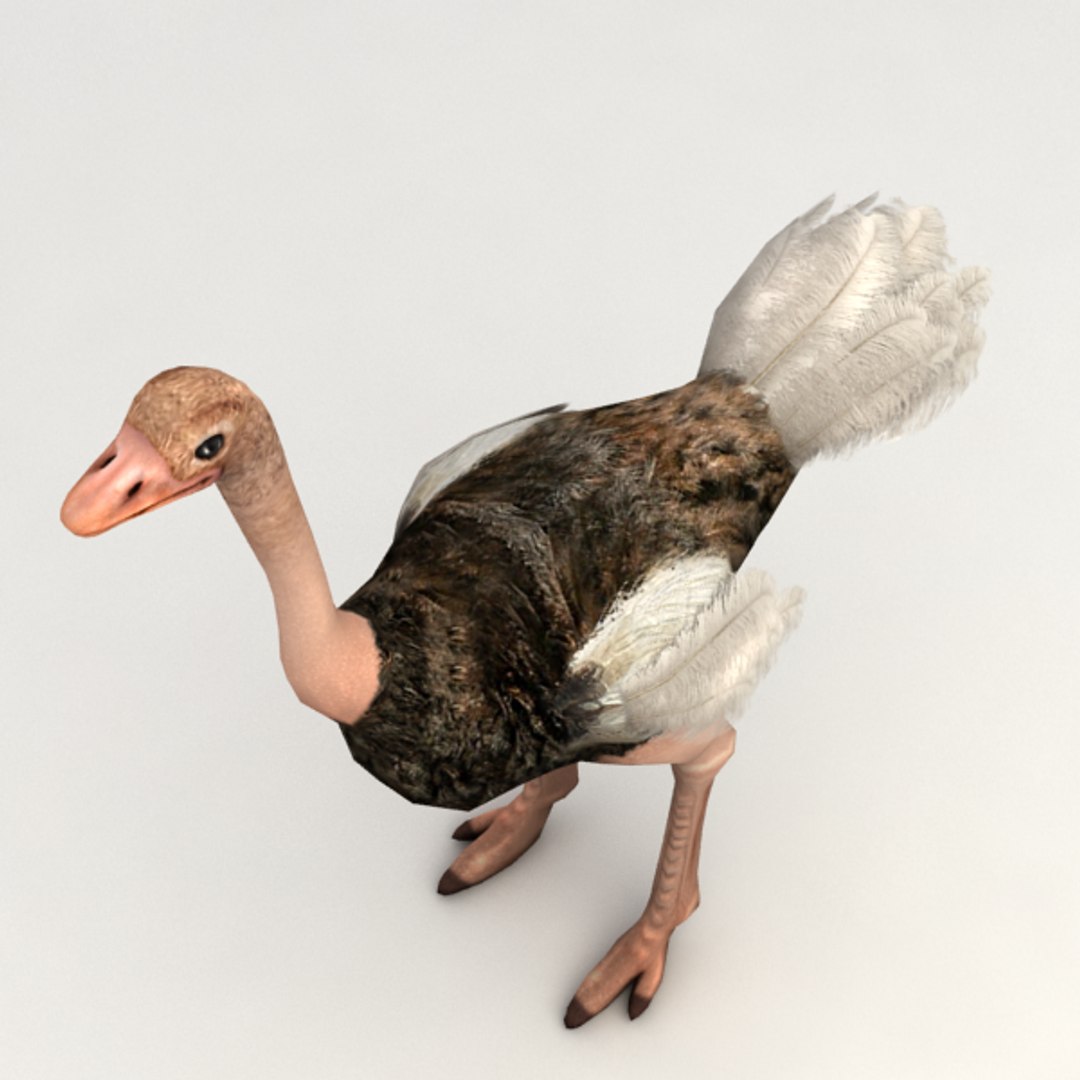 3d Model Ostrich Rigged Biped
