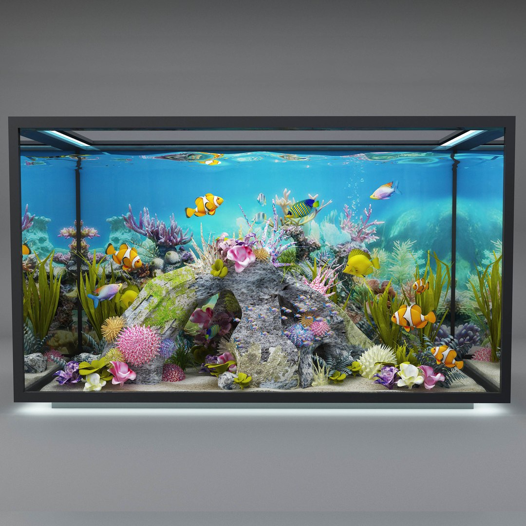 Fishes Aquarium 3D Model - TurboSquid 1484258