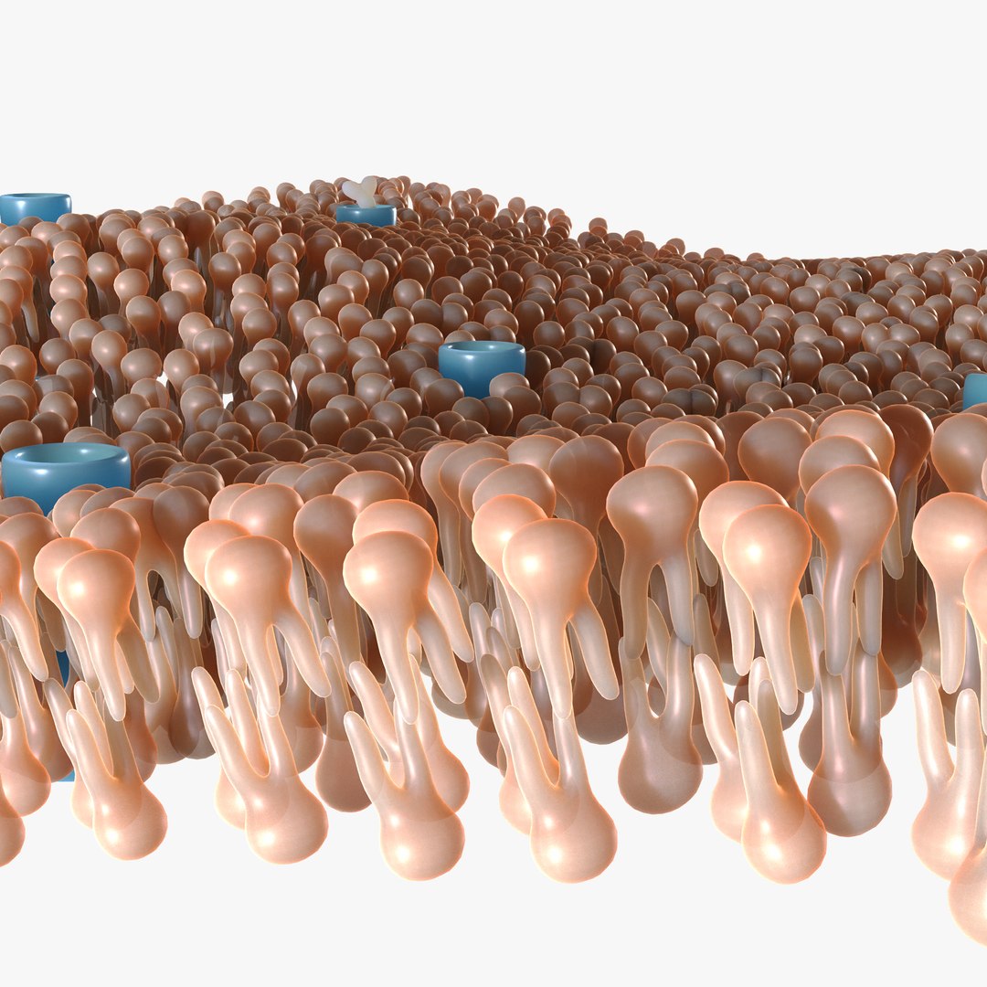 Lipid Layer 3D - TurboSquid 1842773