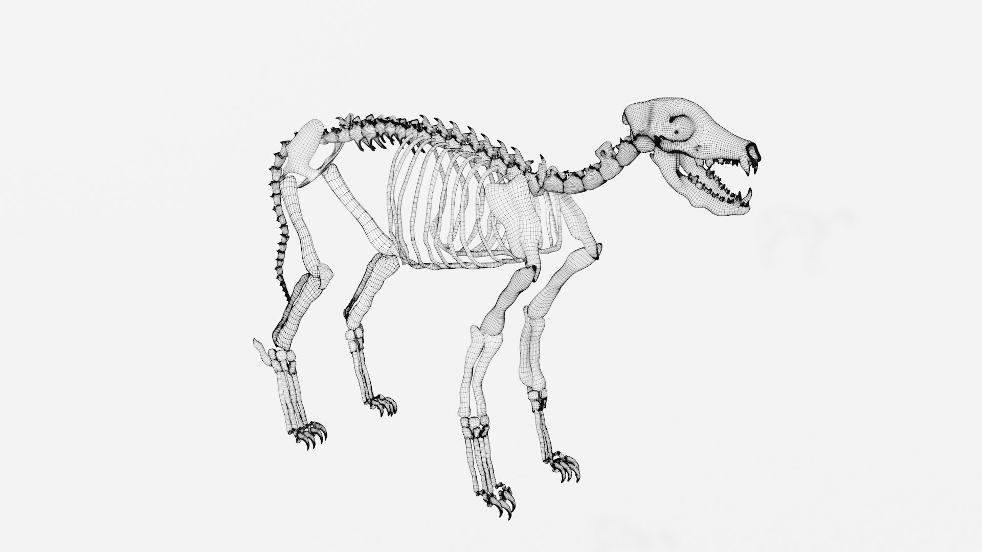 Jackal Skeleton Model - TurboSquid 1991011