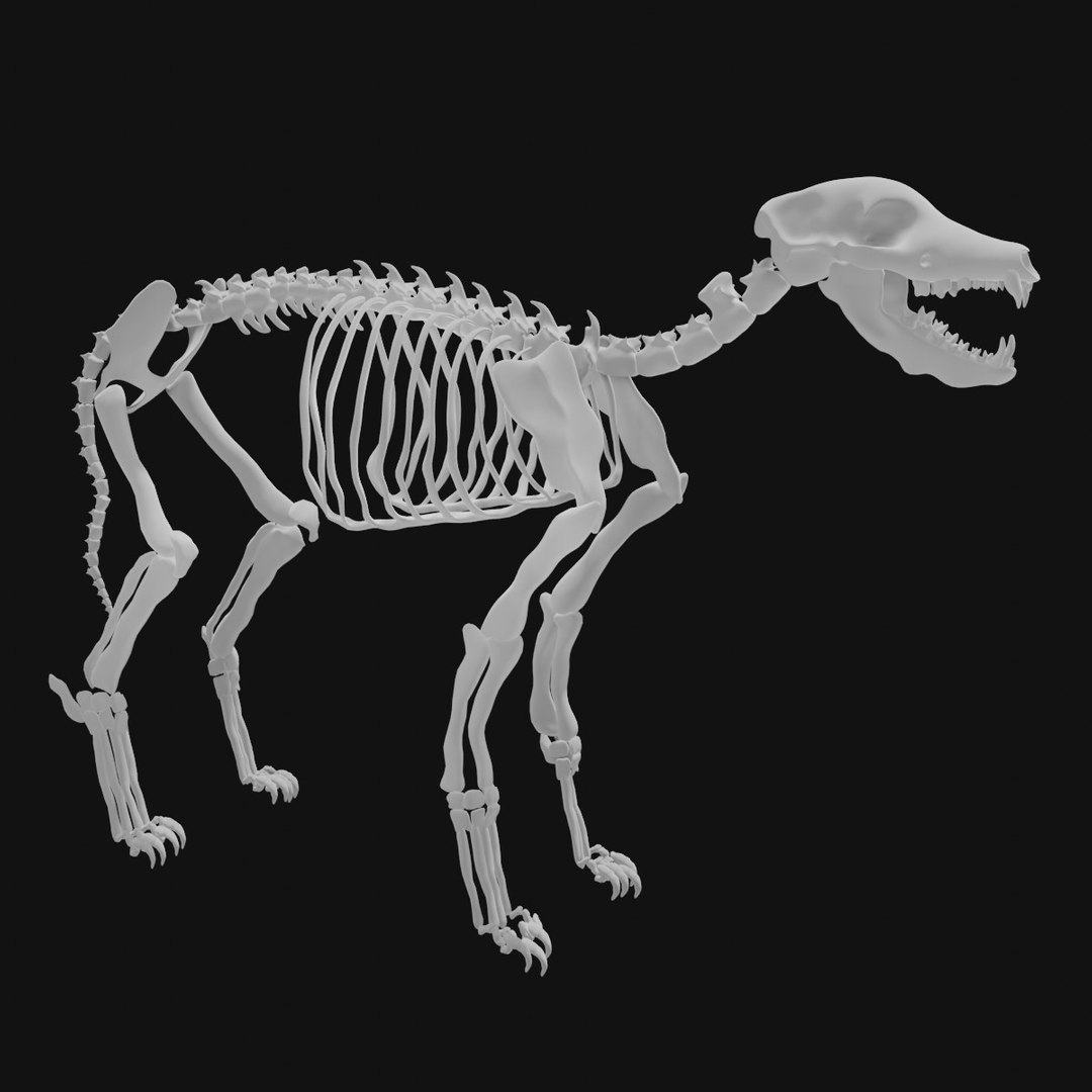 Jackal Skeleton Model - TurboSquid 1991011