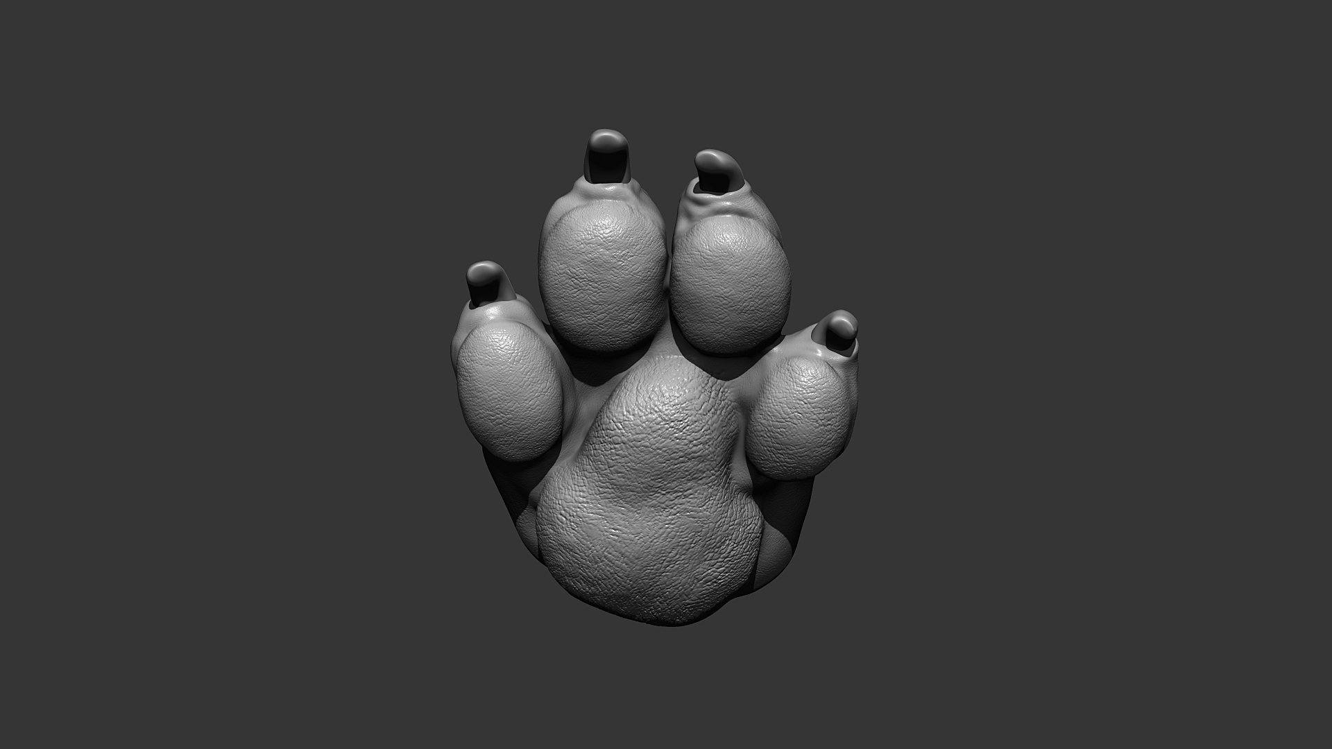 Dog Paw Highpoly Sculpt 3D model - TurboSquid 1807855