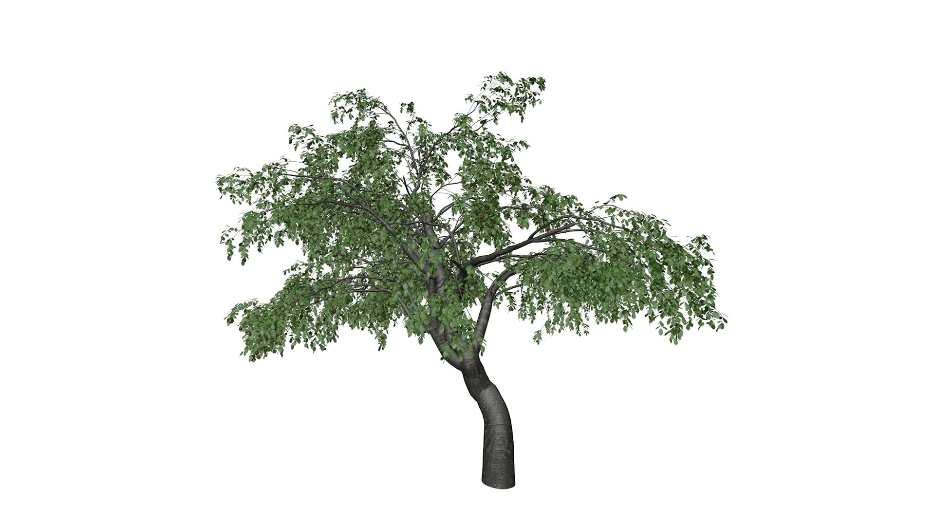 3D Cherry Tree Collection - TurboSquid 2378962