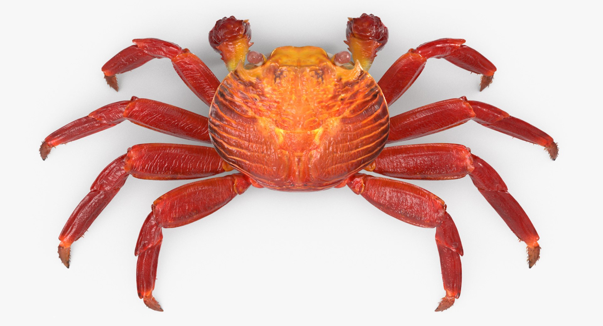 3d Red Rock Crab Rigged