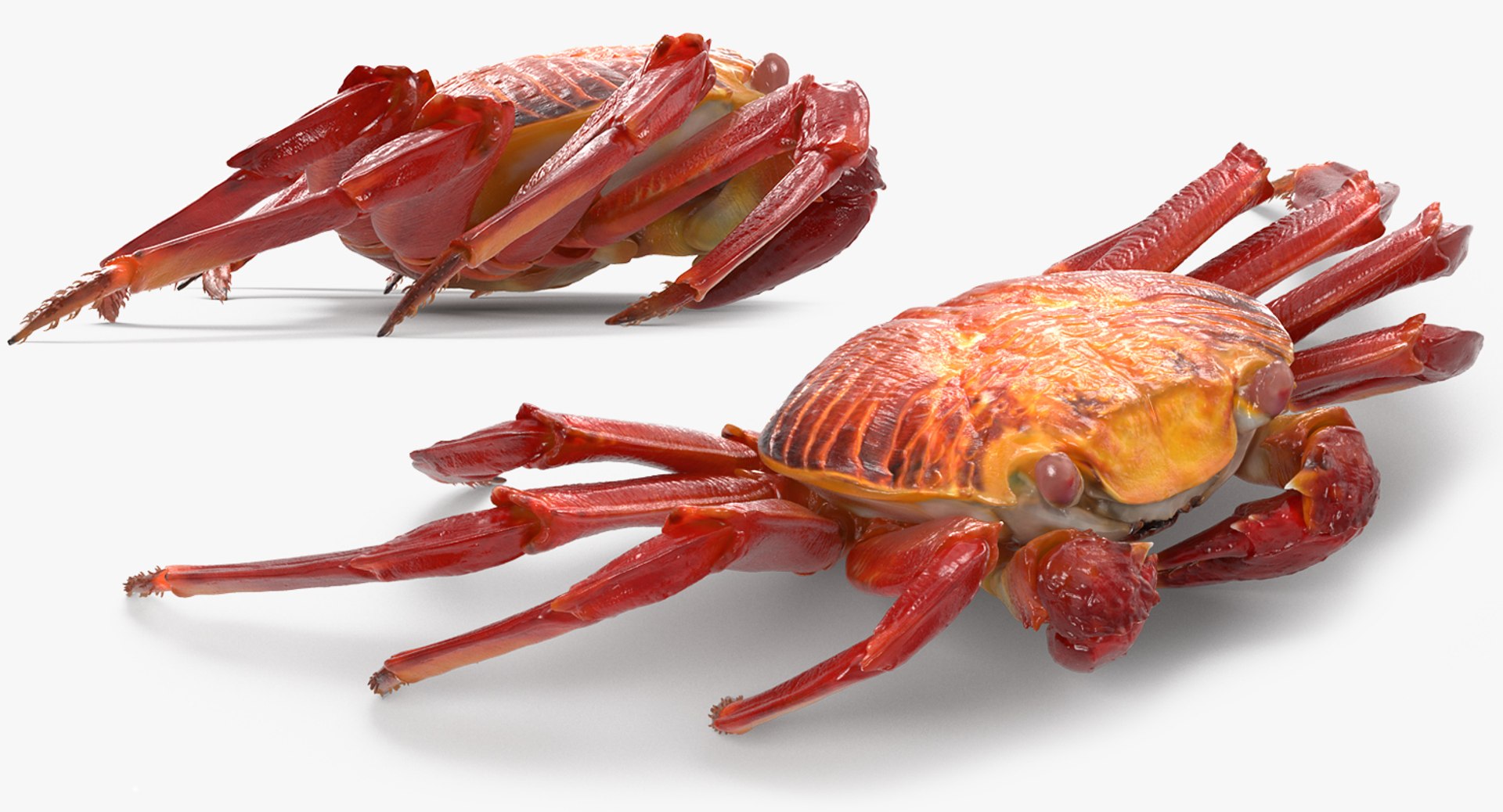 3d Red Rock Crab Rigged