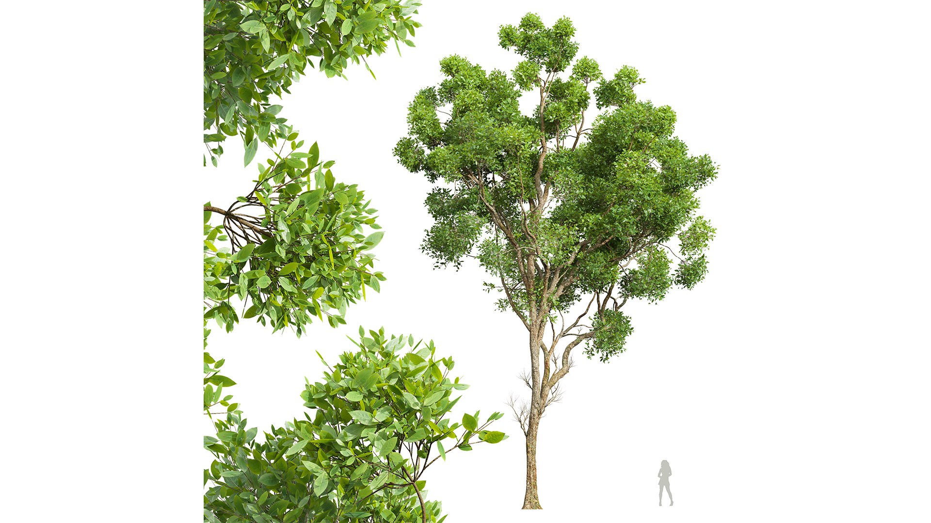 3D Model New Plant High Detail Cinnamomum Camphora - TurboSquid 2201307