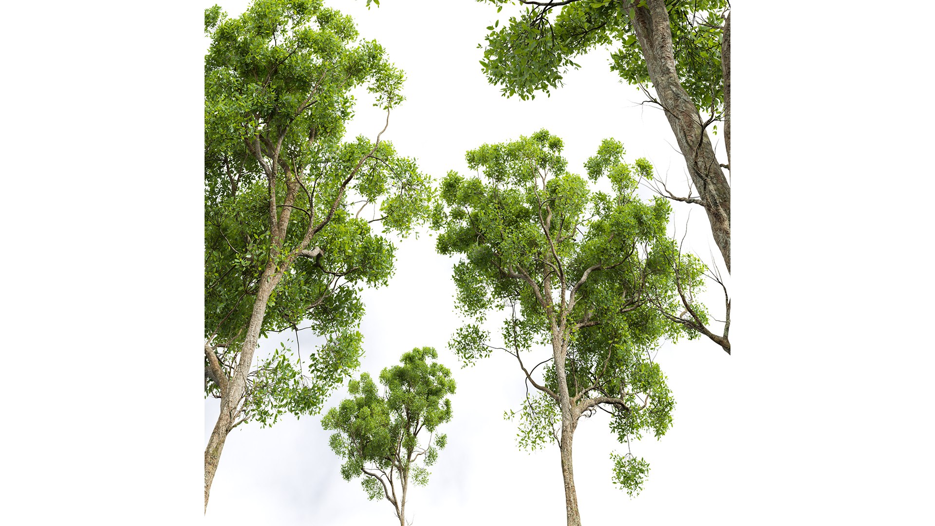 3D Model New Plant High Detail Cinnamomum Camphora - TurboSquid 2201307