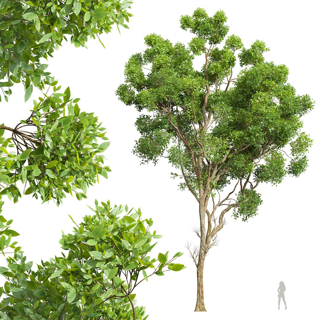 3D Model New Plant High Detail Cinnamomum Camphora - TurboSquid 2201307