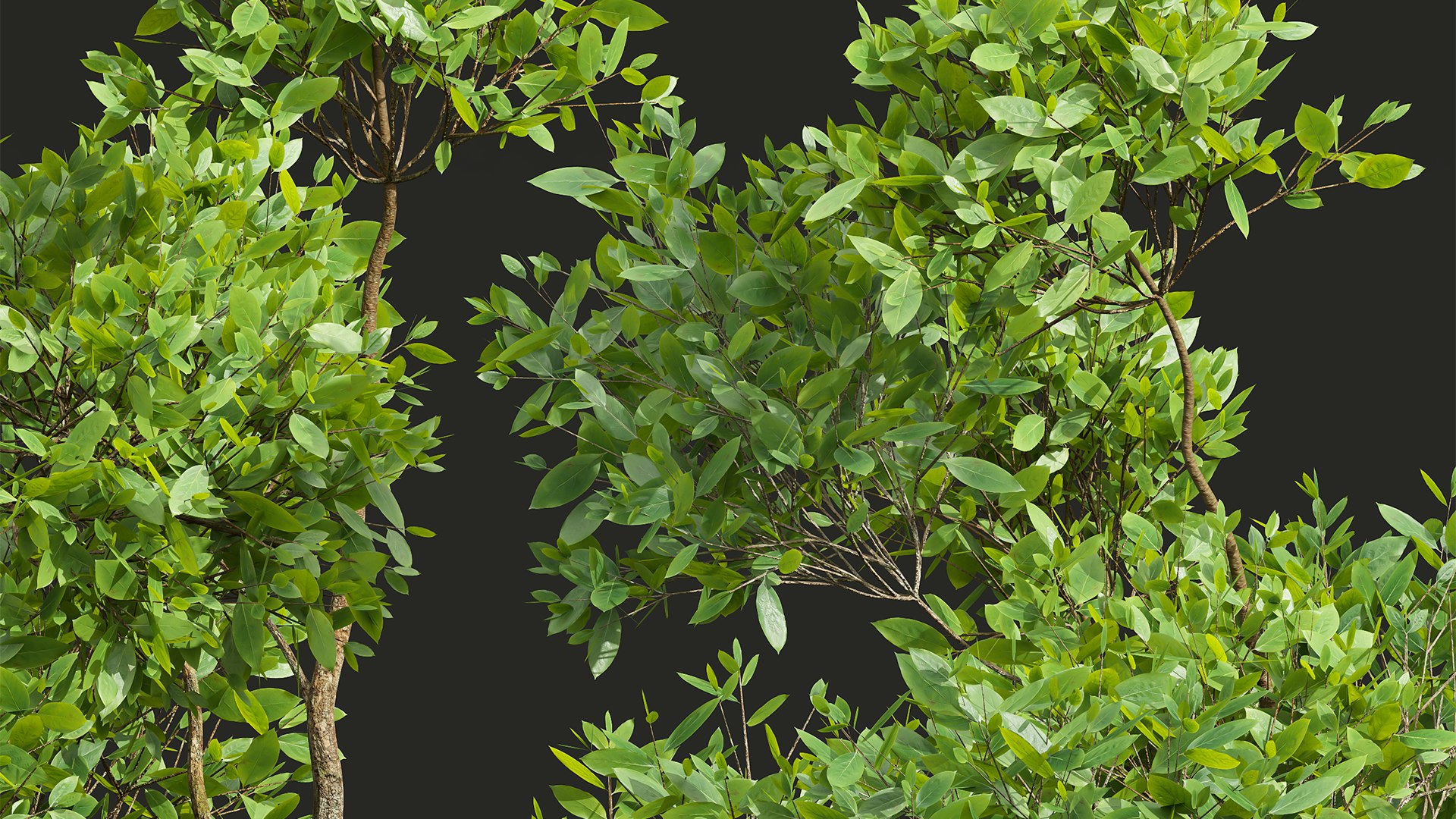 3D Model New Plant High Detail Cinnamomum Camphora - TurboSquid 2201307