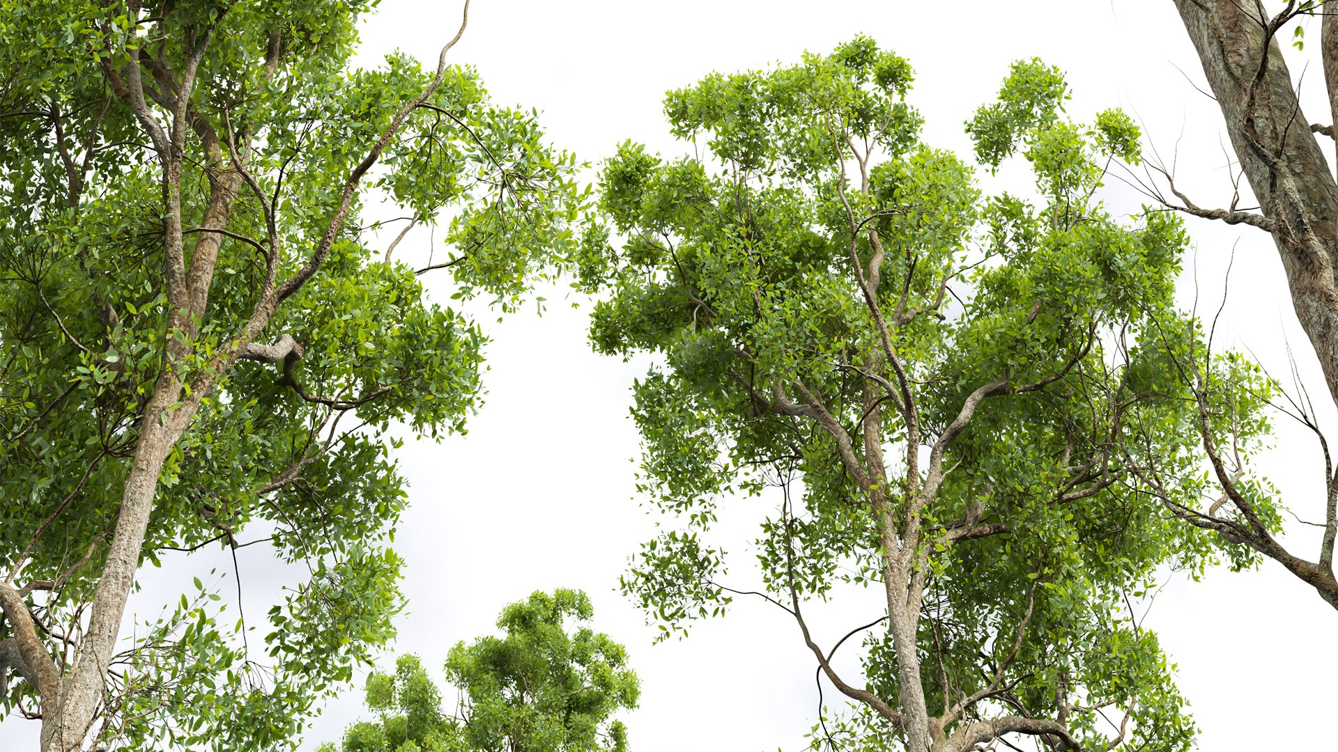 3D Model New Plant High Detail Cinnamomum Camphora - TurboSquid 2201307