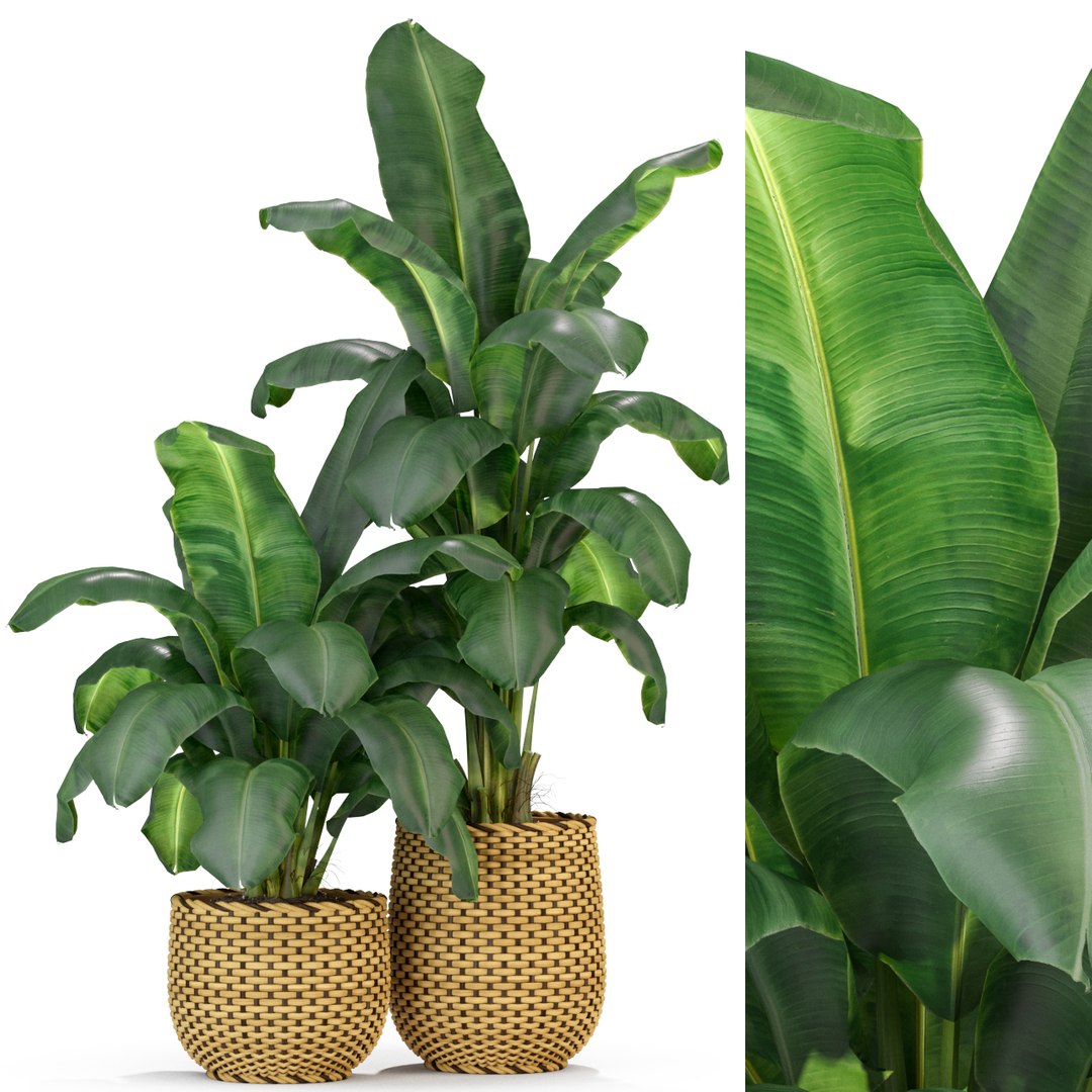 3D model plants 311 - TurboSquid 1655434